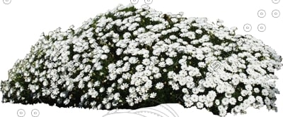 Texture JPEG bush bushes flower