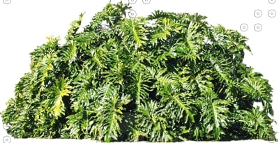 Texture JPEG bush tree trees