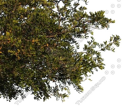 Texture JPEG tree trees wood