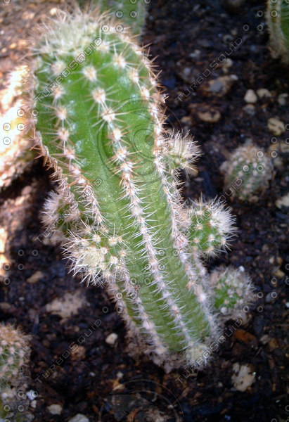 General JPEG cactus fire chiefs