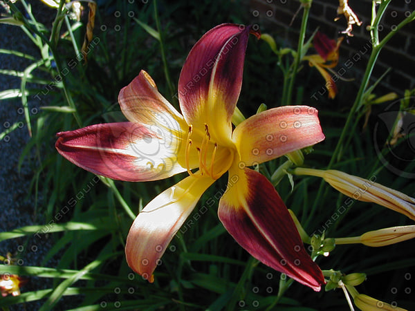 Stock JPEG flower garden bloom