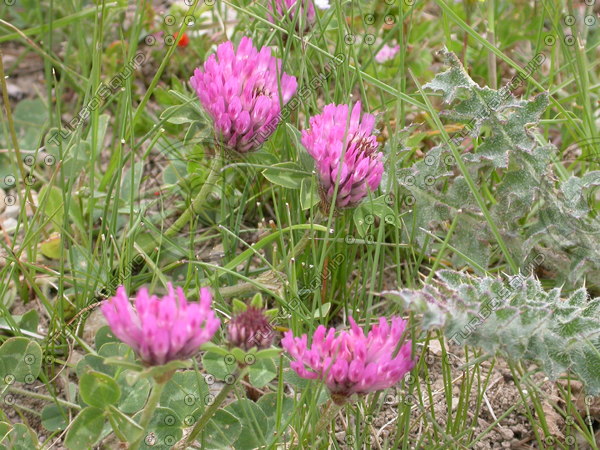Stock JPEG flower plant bloom