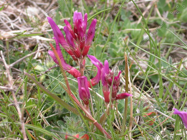 Stock JPEG flower plant bloom