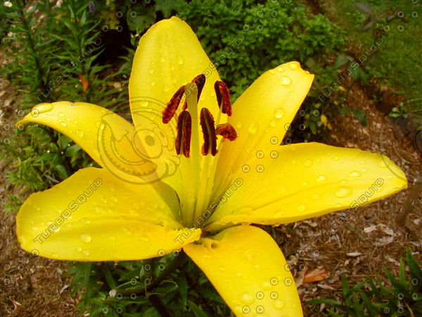 Stock JPEG flower plant garden