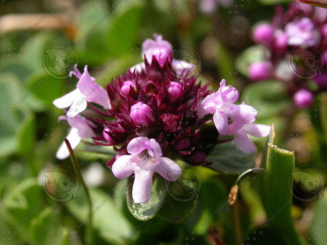 Stock JPEG flower plant bloom