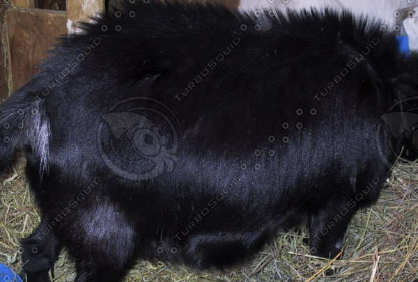 Texture JPEG Goat Fur Black