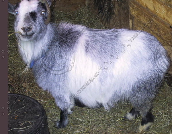 Texture JPEG Goat Fur Grey