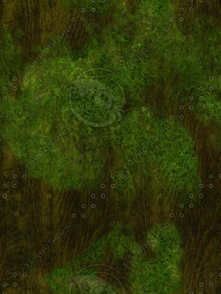 Texture TIFF Wood Moss Damp