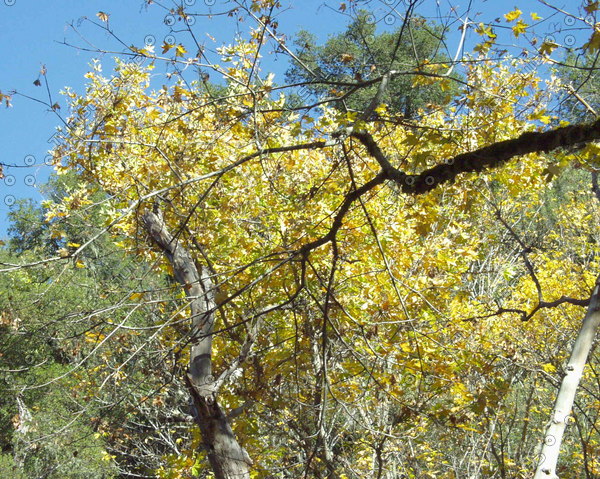 Stock JPEG tree trees autumn