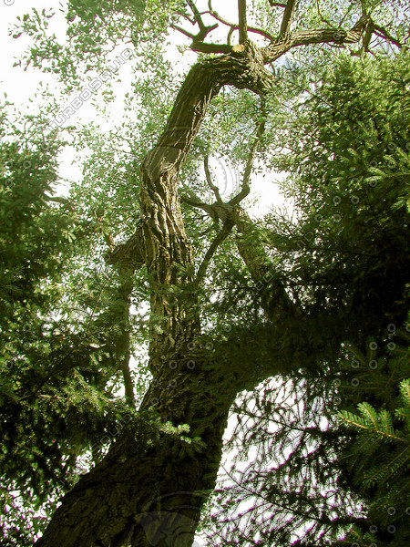 Stock JPEG tree foliage green