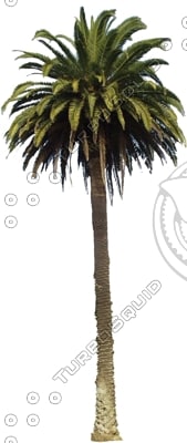 Texture JPEG Palm tree trees