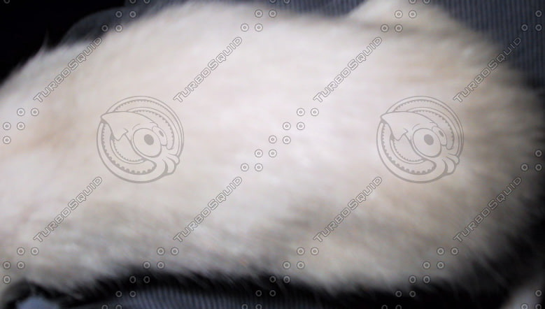 Texture JPEG Rat Fur Hair