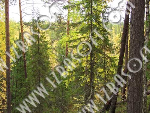 Stock JPEG forest Siberia taiga