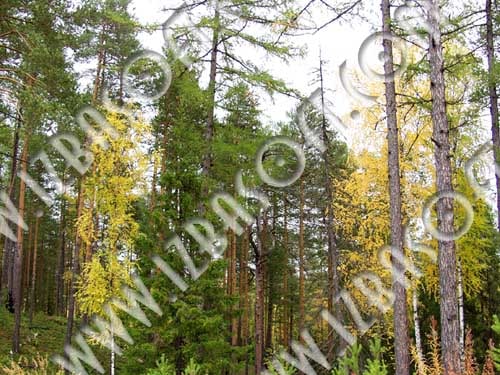 Stock JPEG forest Siberia taiga