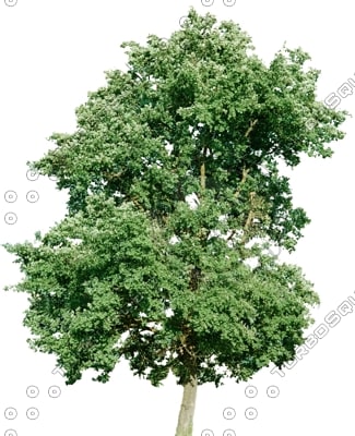 Texture JPEG tree deciduous leaves