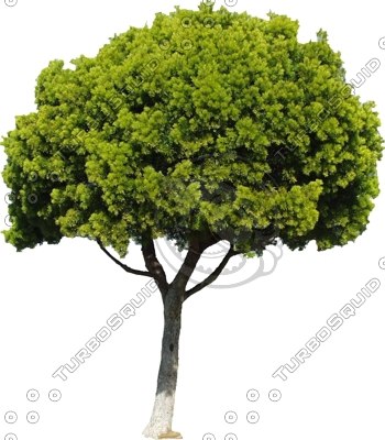 Texture JPEG tree trees leaves