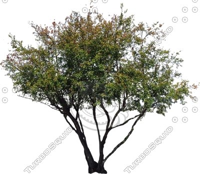 Texture Photoshop tree plant foliage