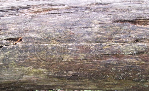 Texture JPEG Wood Rot Trunk