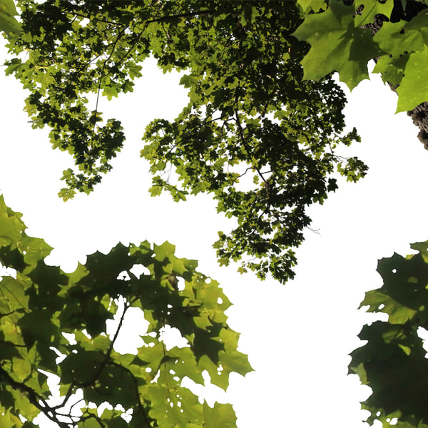 Texture Photoshop Green Collection tree