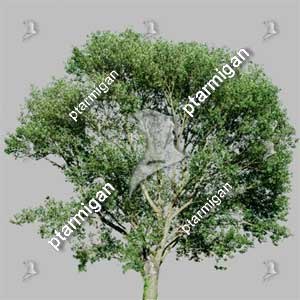 Texture JPEG tree deciduous plant