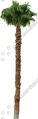Texture JPEG palm desert tree