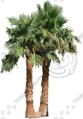 Texture JPEG palm desert tree