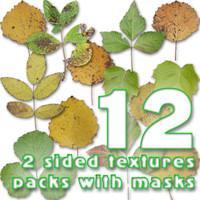 Texture JPEG leaf beech leaves
