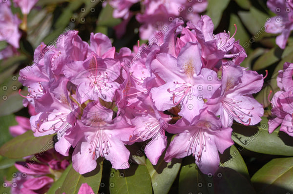 Stock JPEG Rhododendron pink bloom