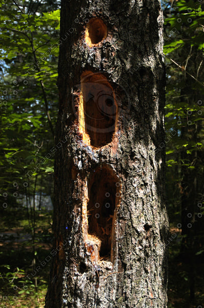 Stock JPEG tree holes pine