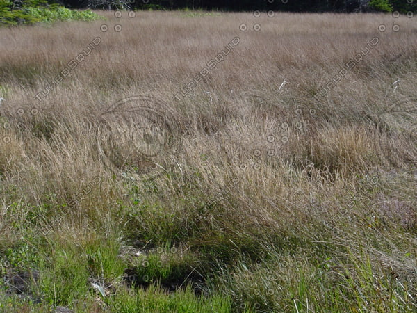 Texture JPEG marsh grass ocean