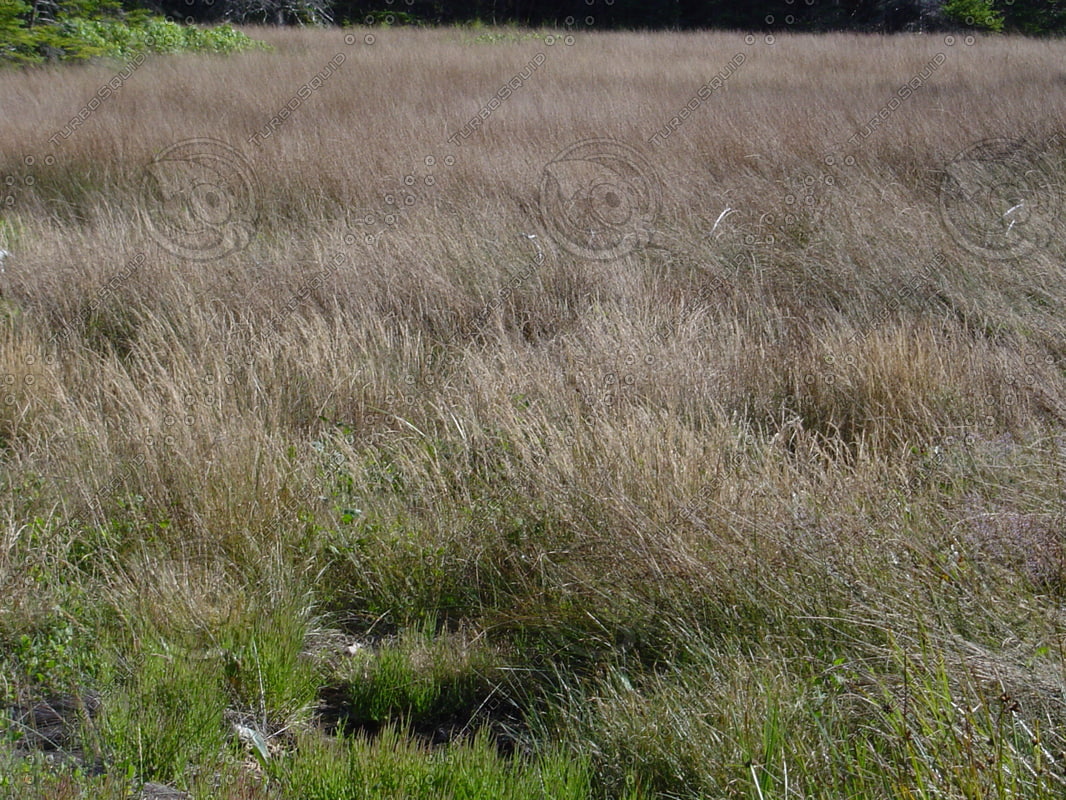 Texture JPEG marsh grass ocean