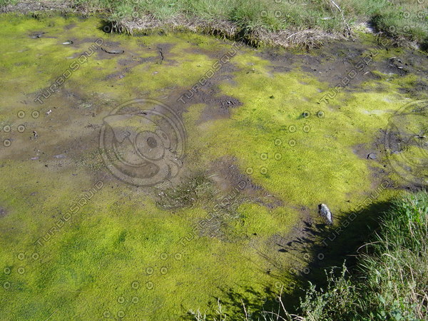 Texture JPEG marsh mud ocean