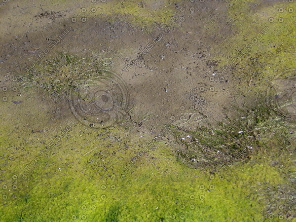 Texture JPEG marsh ocean sea