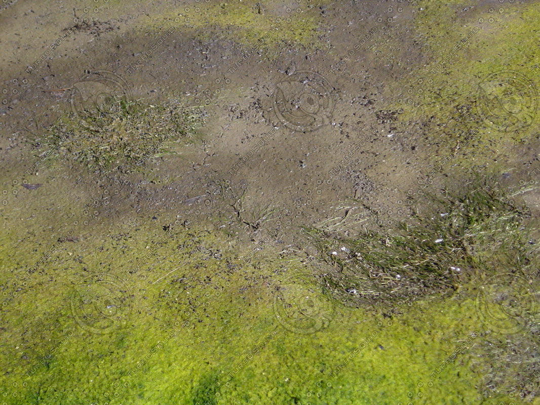 Texture JPEG marsh ocean sea