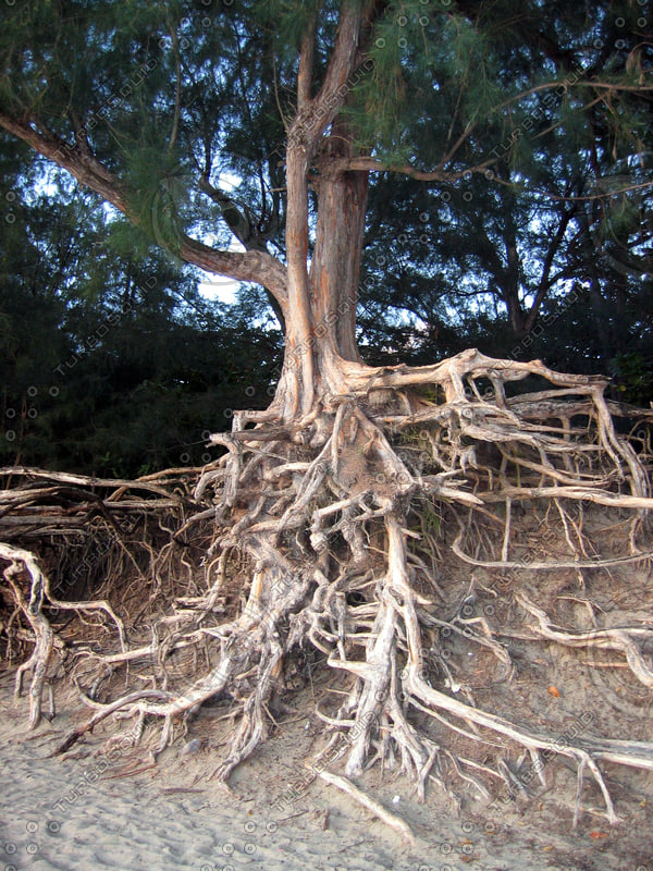 Stock JPEG roots Hawaii Kaua'i