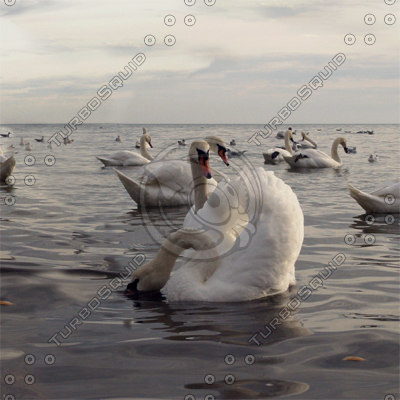 Texture JPEG swan landscape background