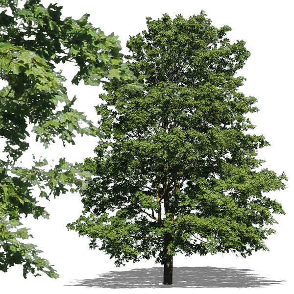 Texture Photoshop Green Collection tree