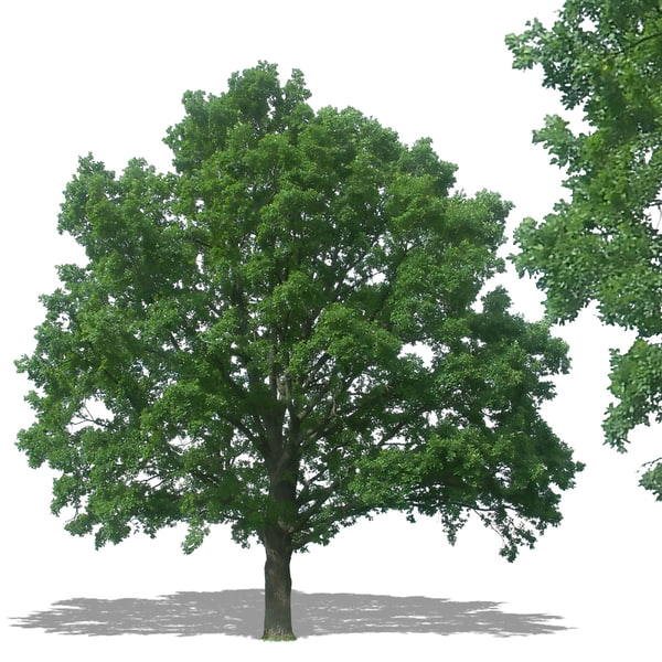 Texture Photoshop Green Collection tree