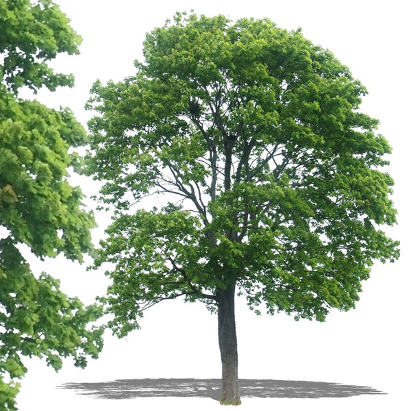 Texture Photoshop Green Collection tree