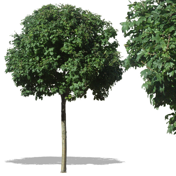 Texture Photoshop Green Collection tree