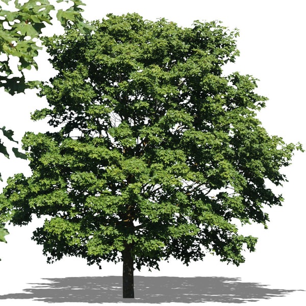 Texture Photoshop tree trees deciduous