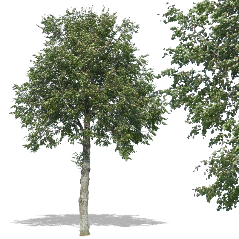 Texture Other Green Collection tree