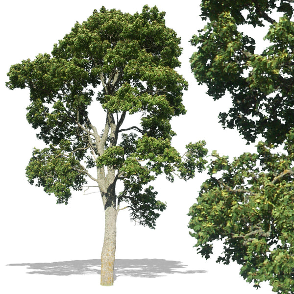 Texture Photoshop Green Collection tree