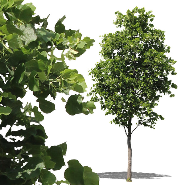 Texture Photoshop Green Collection tree