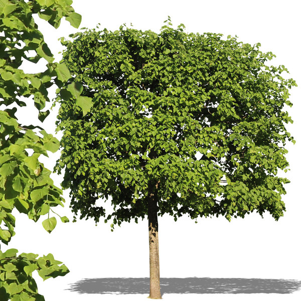 Texture JPEG tree trees deciduous