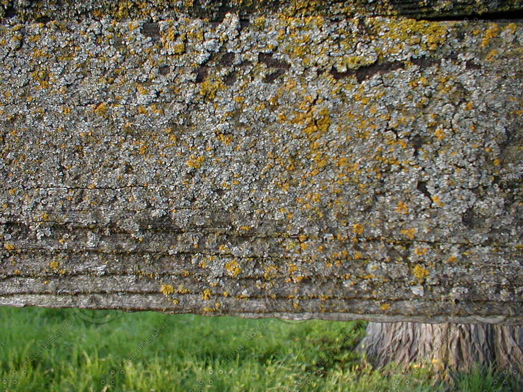 Texture JPEG wood rotten moss