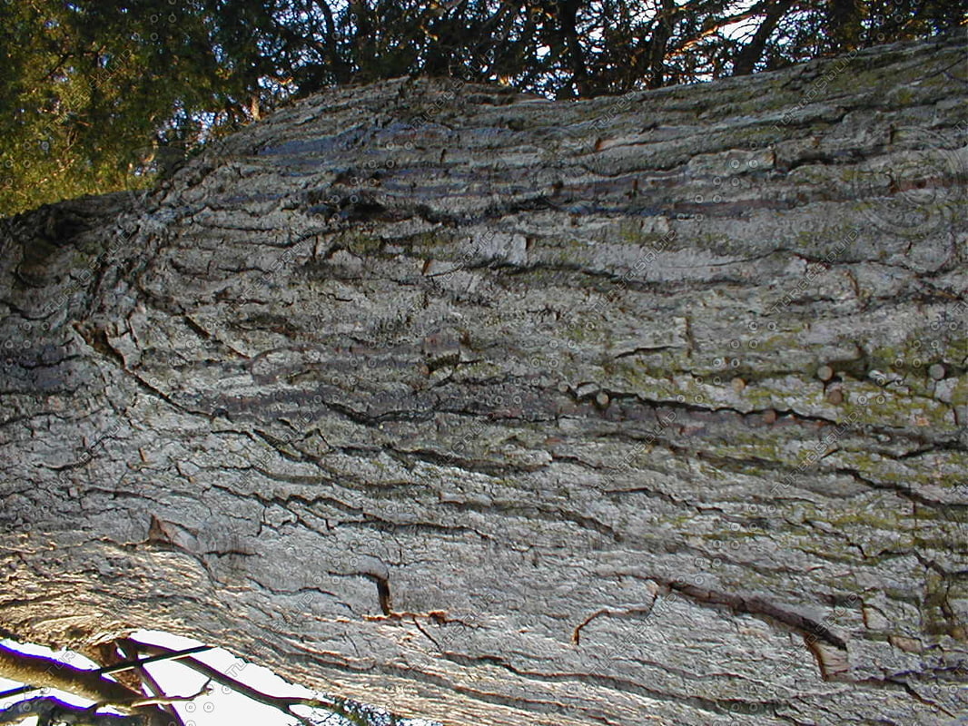 Texture JPEG wood bark knot