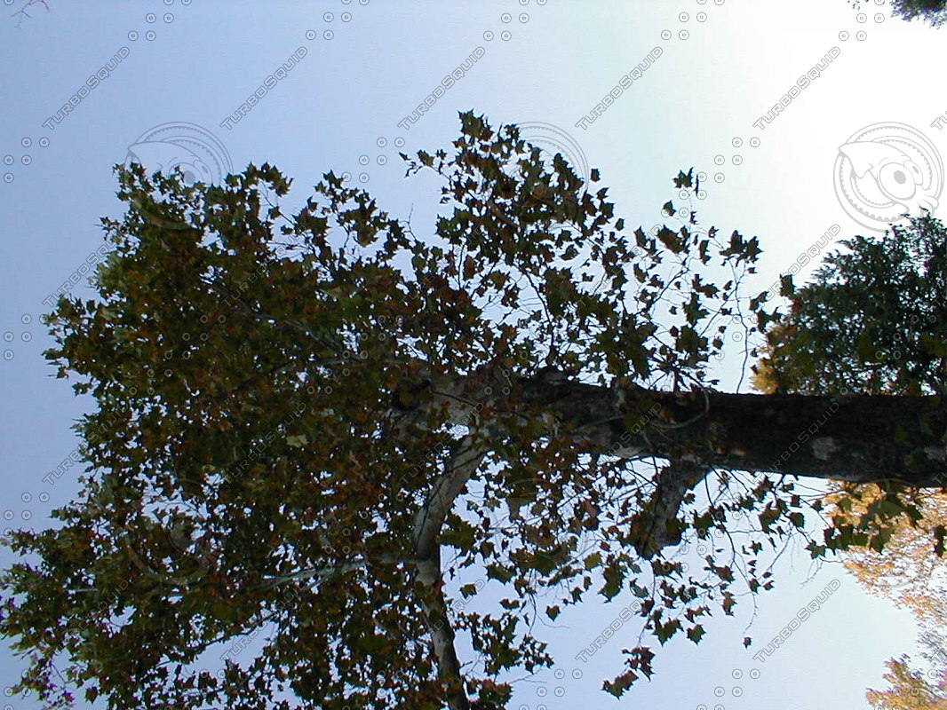 Stock JPEG trees textures silhouette