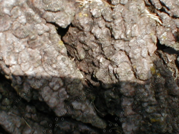 Texture JPEG wood rotten moss