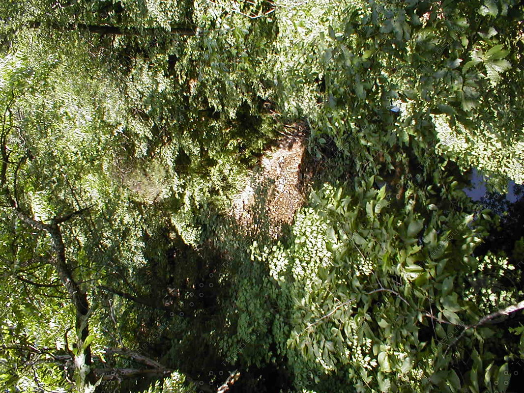 Texture JPEG wood rotten moss